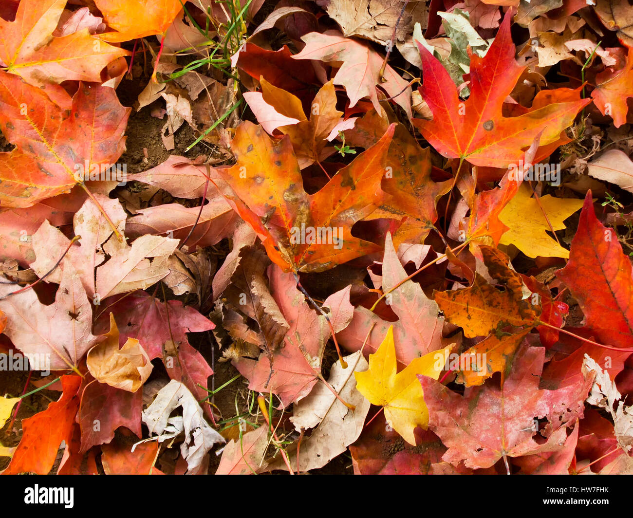 Colorful fall maple leaves hi-res stock photography and images - Alamy