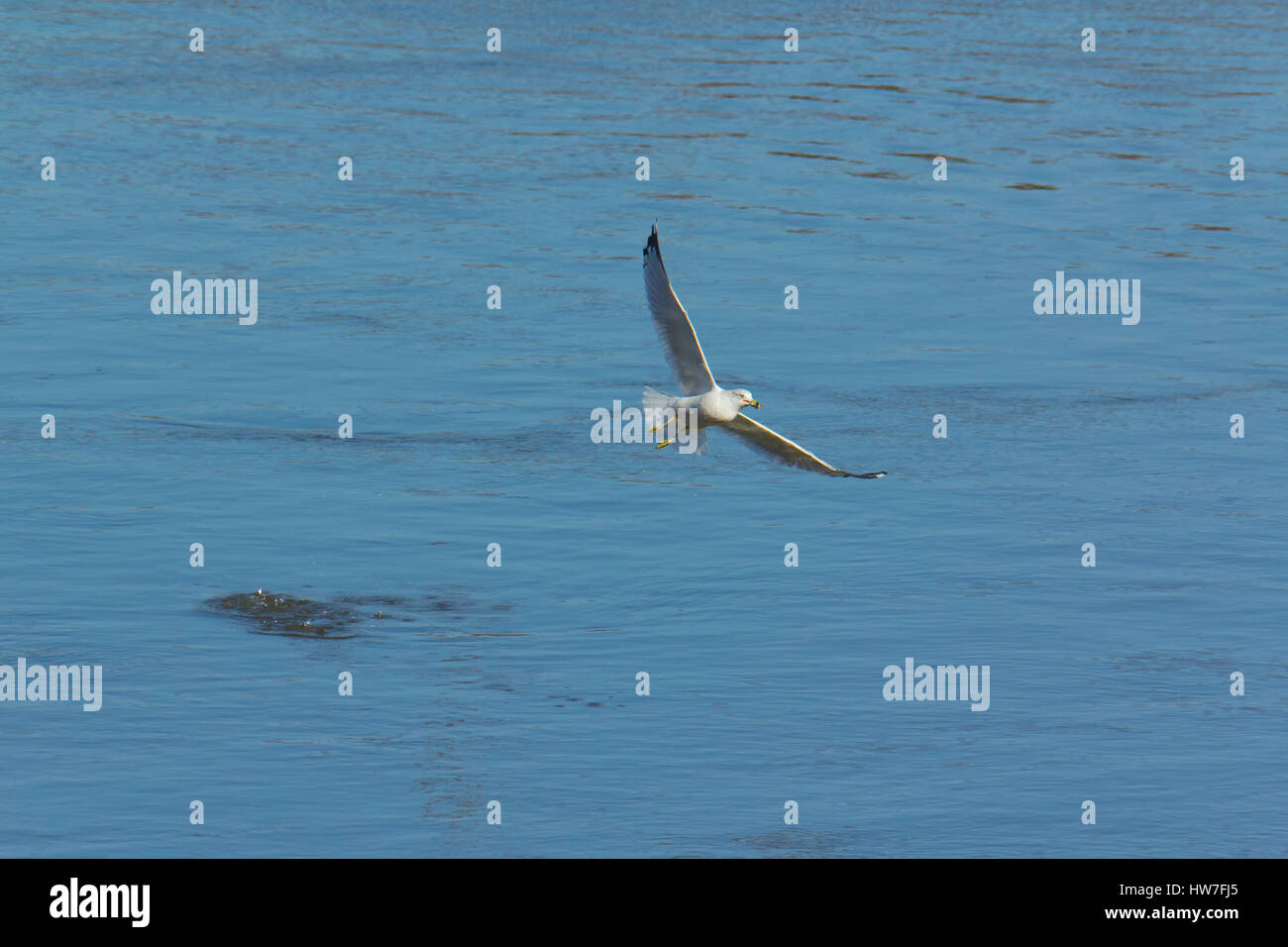Ring-billed seagull fishing Stock Photo - Alamy