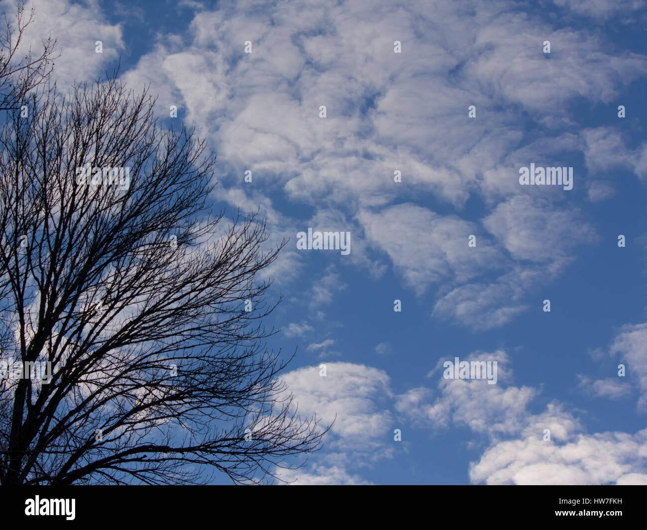Trees with clearing winter sky Stock Photo - Alamy