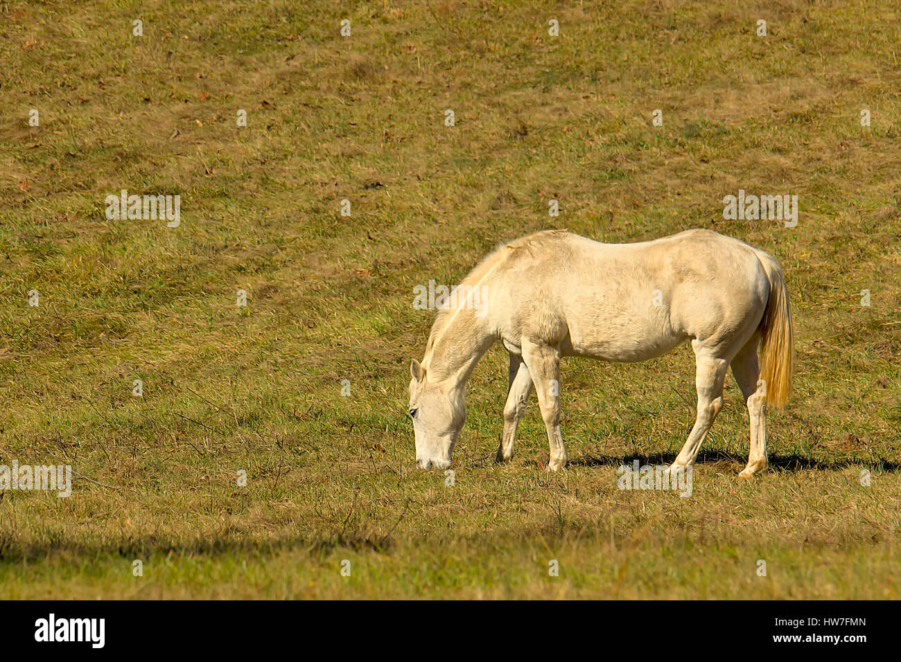 Perlino horse hi-res stock photography and images - Alamy