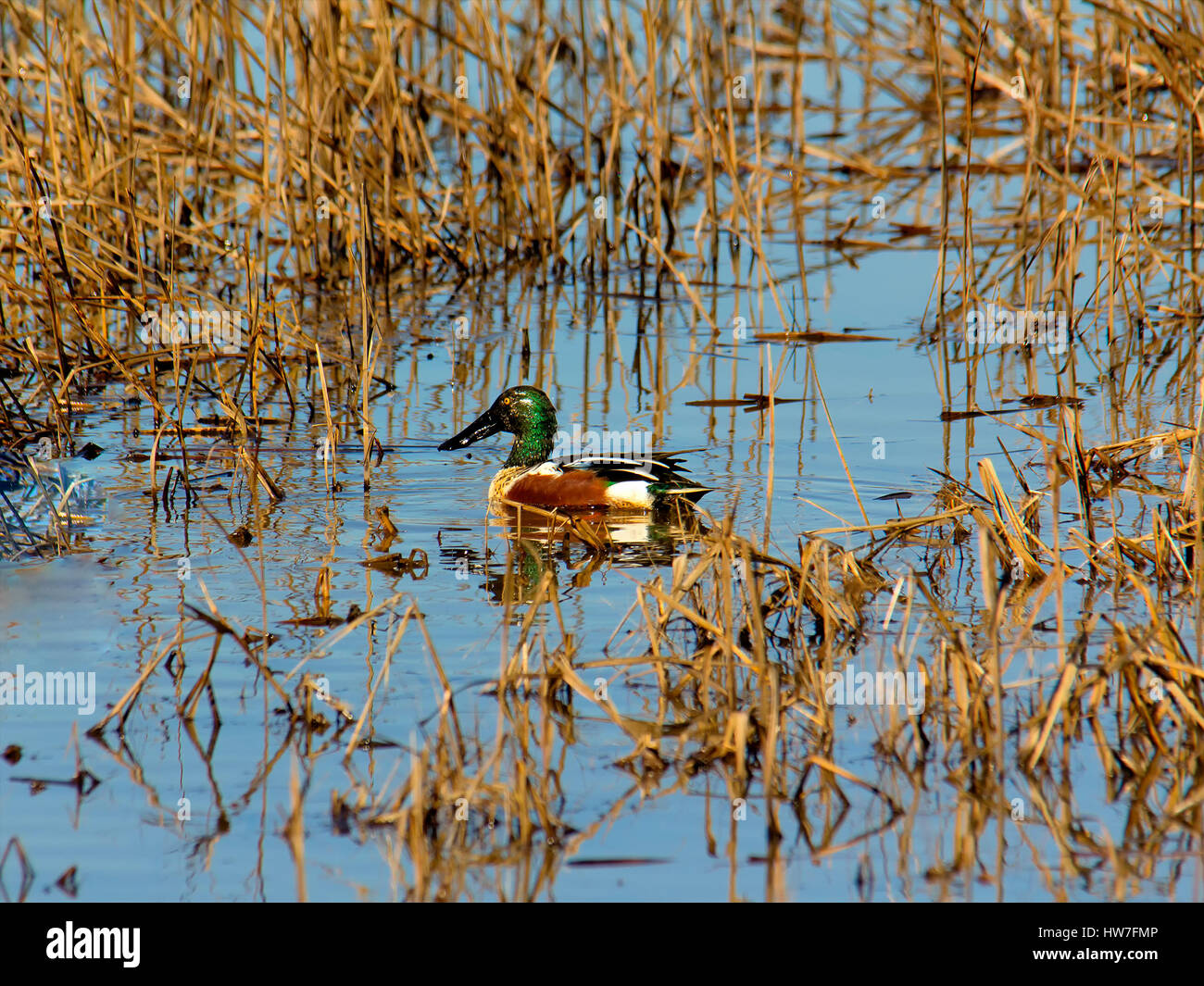 Northern shoveler male duck (drake Stock Photo - Alamy