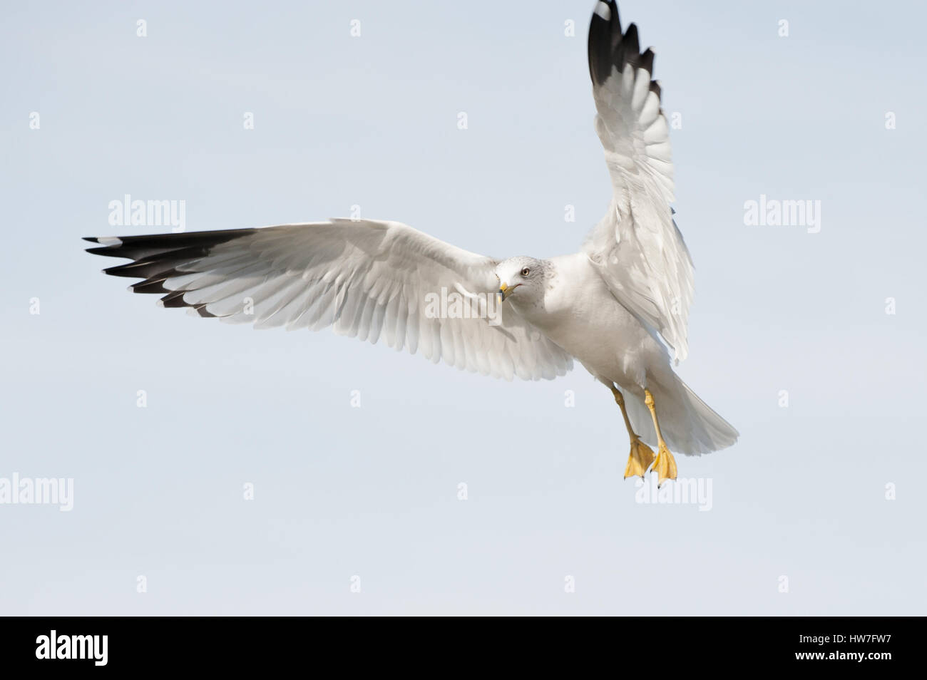 Seagull in Flight Stock Photo - Alamy