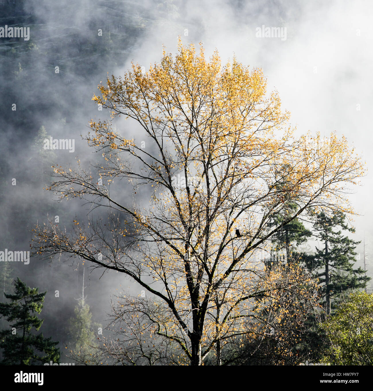 Misty Autumn Morning, Goldstream park, Victoria BC Stock Photo - Alamy