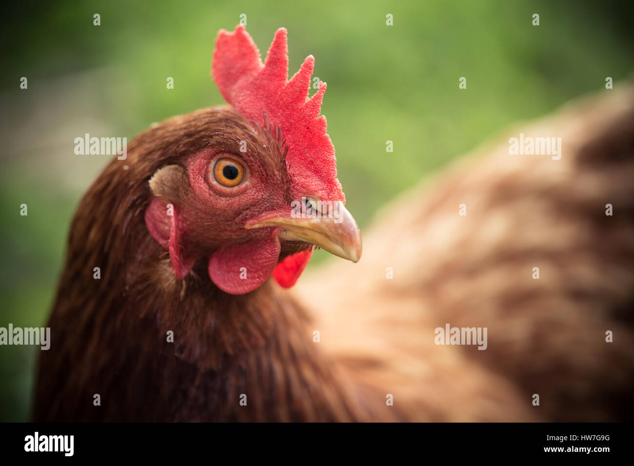 Rescued battery chicken hi-res stock photography and images - Alamy