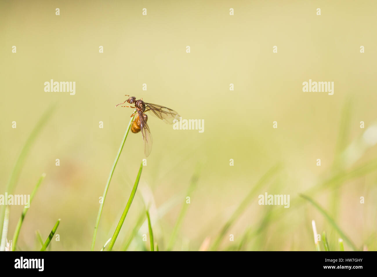 Winged Female High Resolution Stock Photography and Images - Alamy