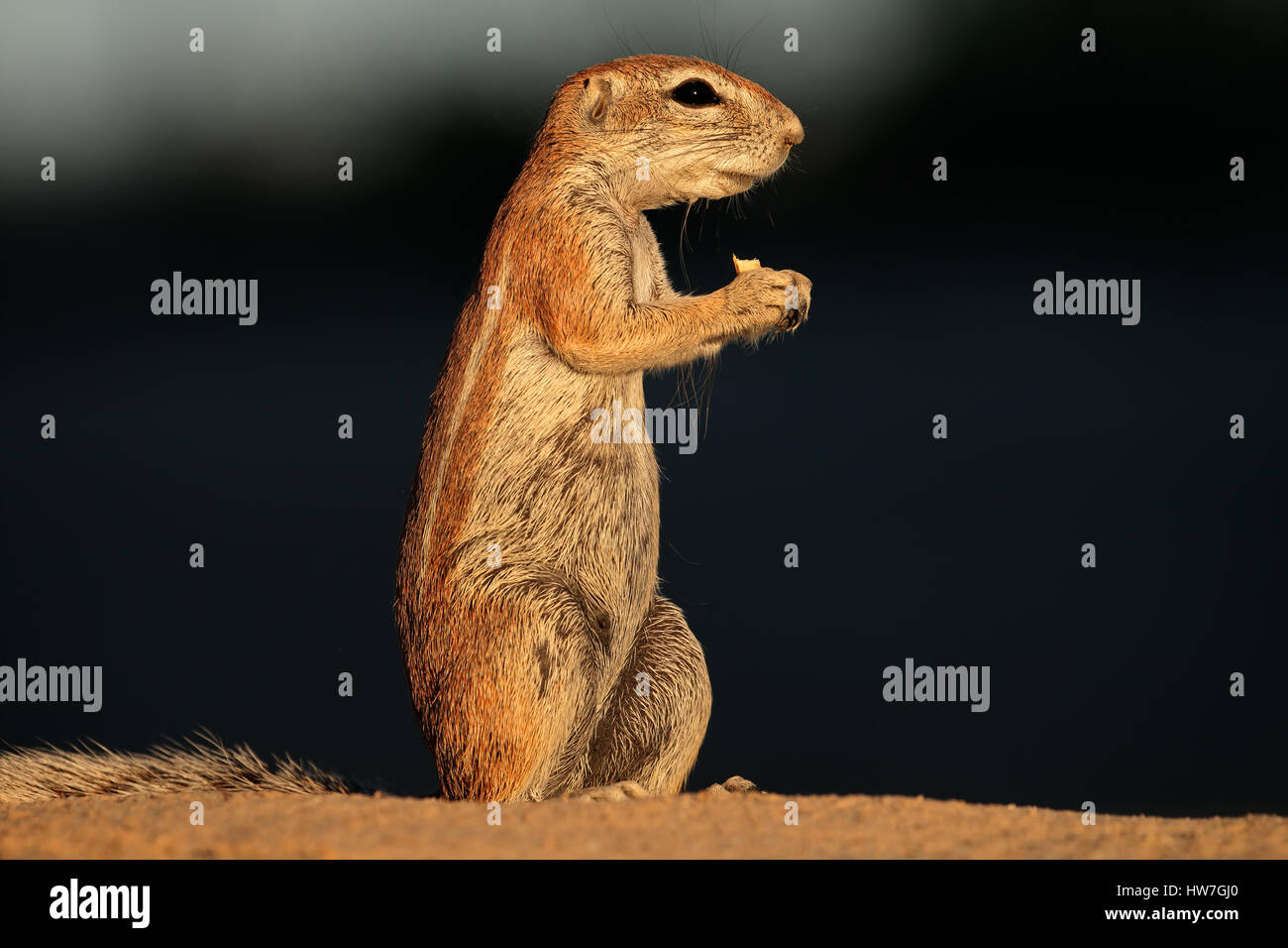 Feeding ground squirrel (Xerus inaurus), Kalahari desert, South Africa ...