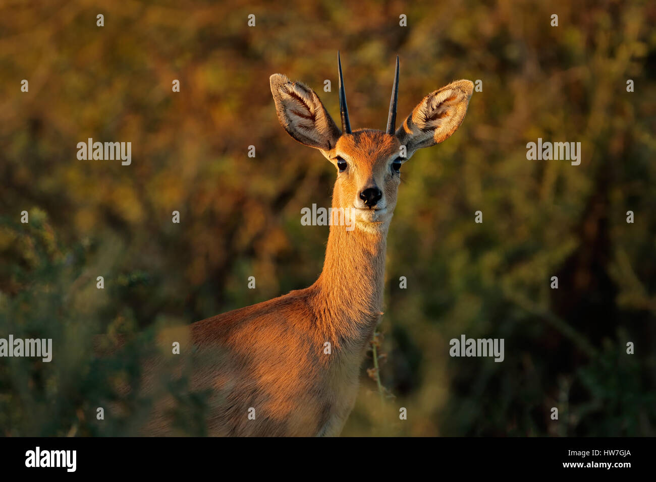 Steenbuck hi-res stock photography and images - Alamy