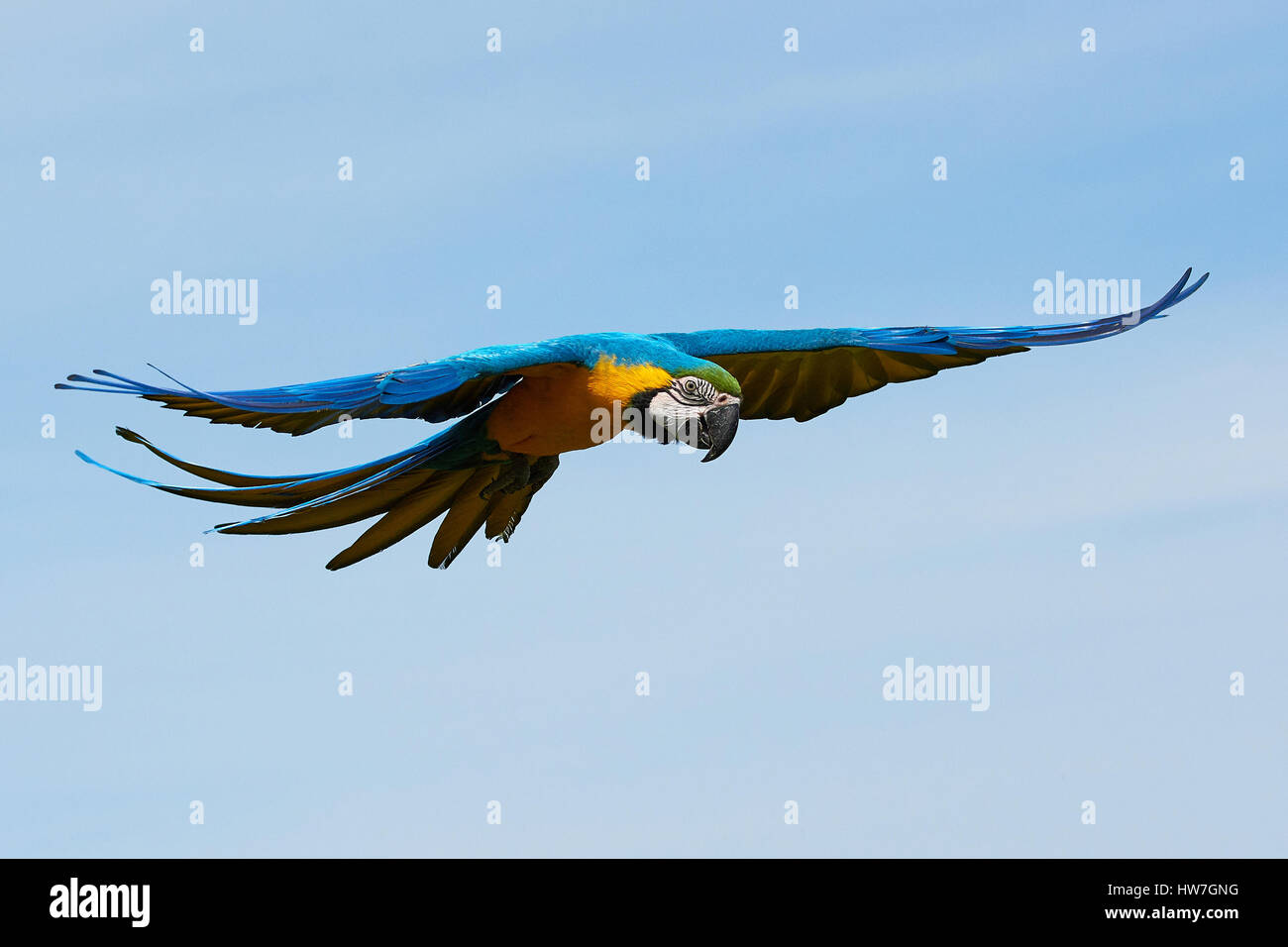Blue and yellow Macaw in flight with blue skies in the background Stock ...