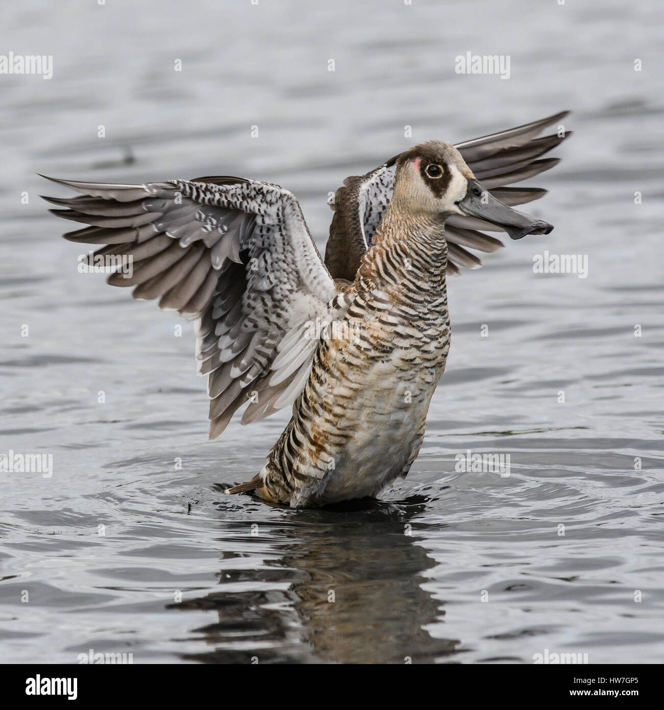 Pink Eared Duck Flapping Stock Photo - Alamy