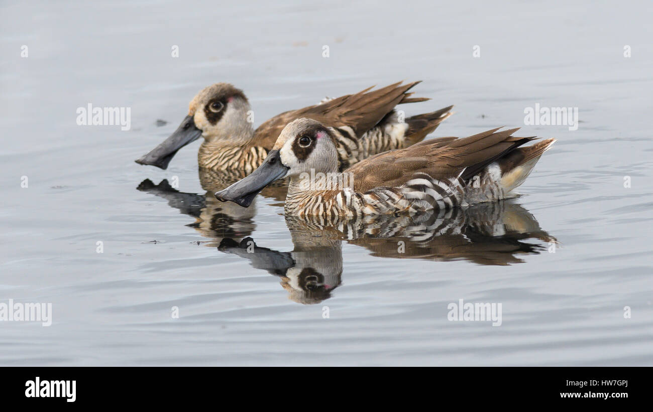 Pink bill duck hi-res stock photography and images - Alamy