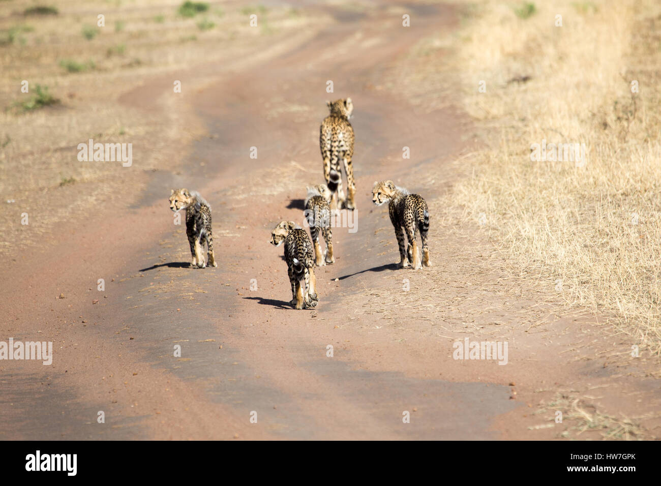 cheetah with cubs walking on track in serengeti Stock Photo - Alamy