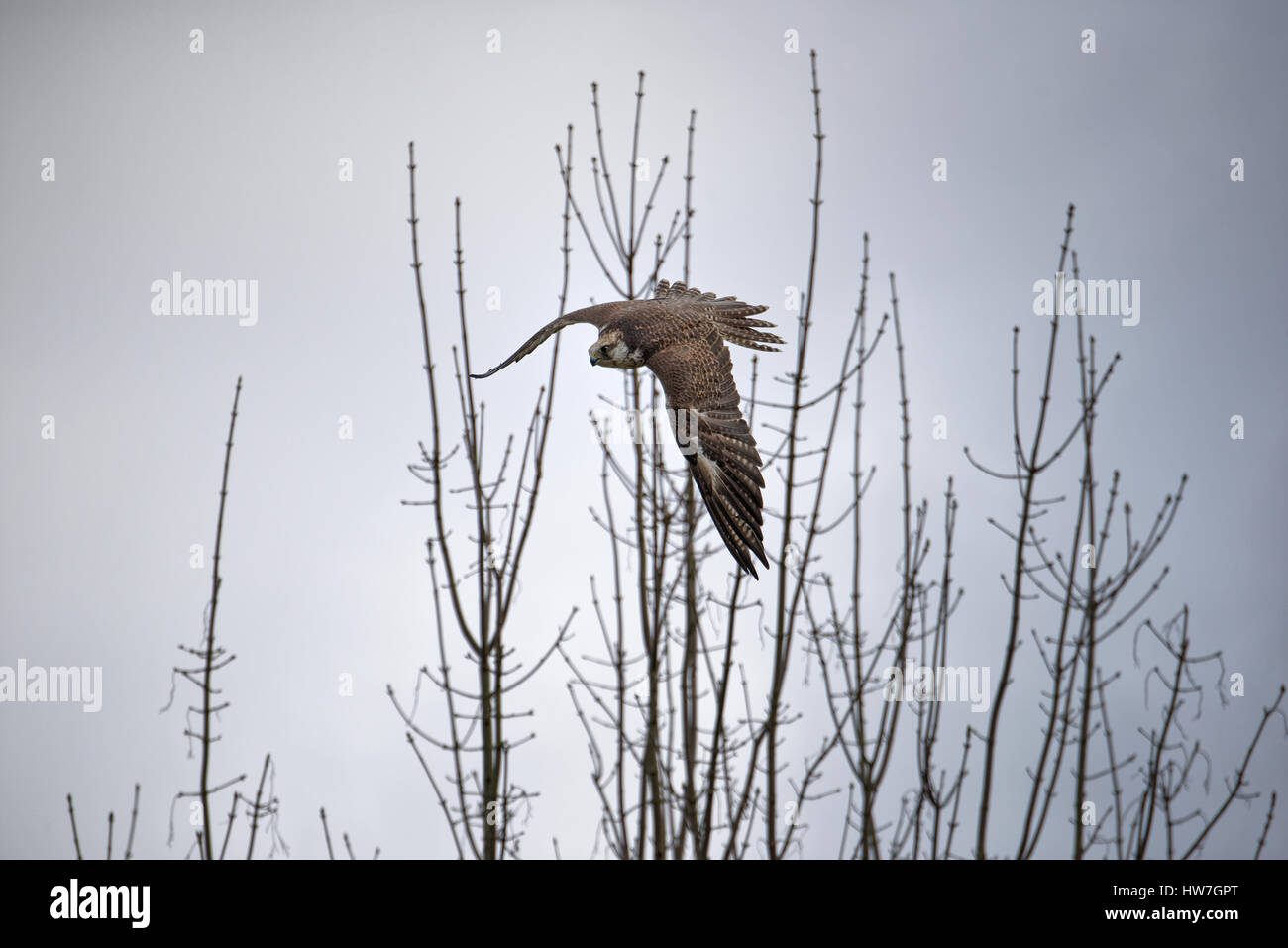 Saker Falcon ,Burg Regenstein ,Falconry Harz ,Germany Stock Photo - Alamy