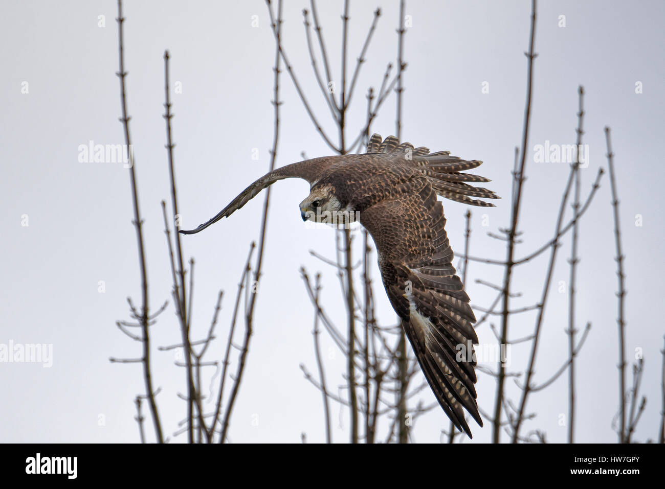 Saker Falcon ,Burg Regenstein ,Falconry Harz ,Germany Stock Photo - Alamy