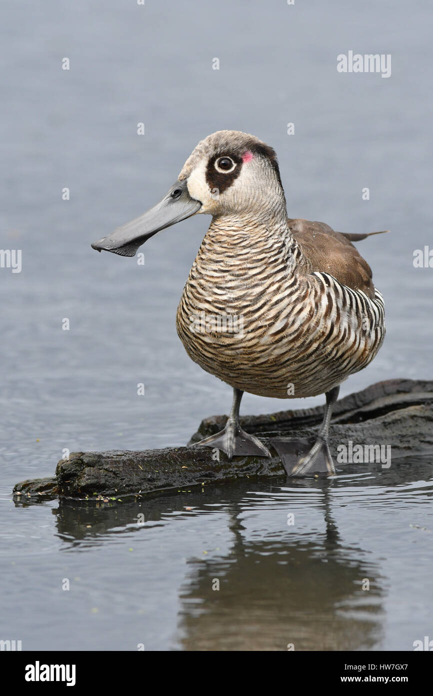 Zebra Duck Resting Stock Photo - Alamy
