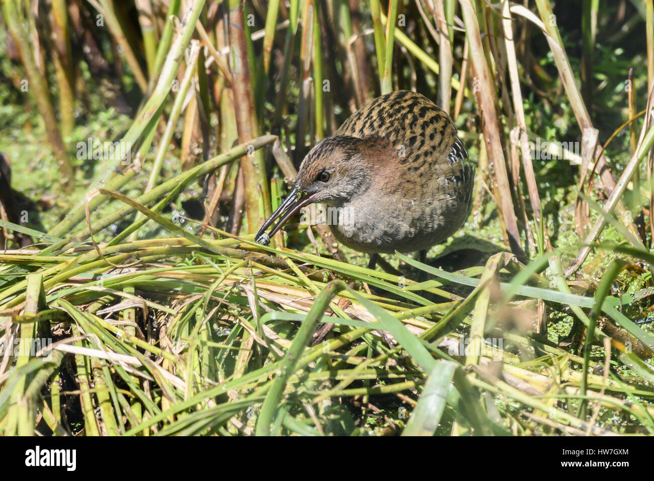 Lewins rail hi-res stock photography and images - Alamy