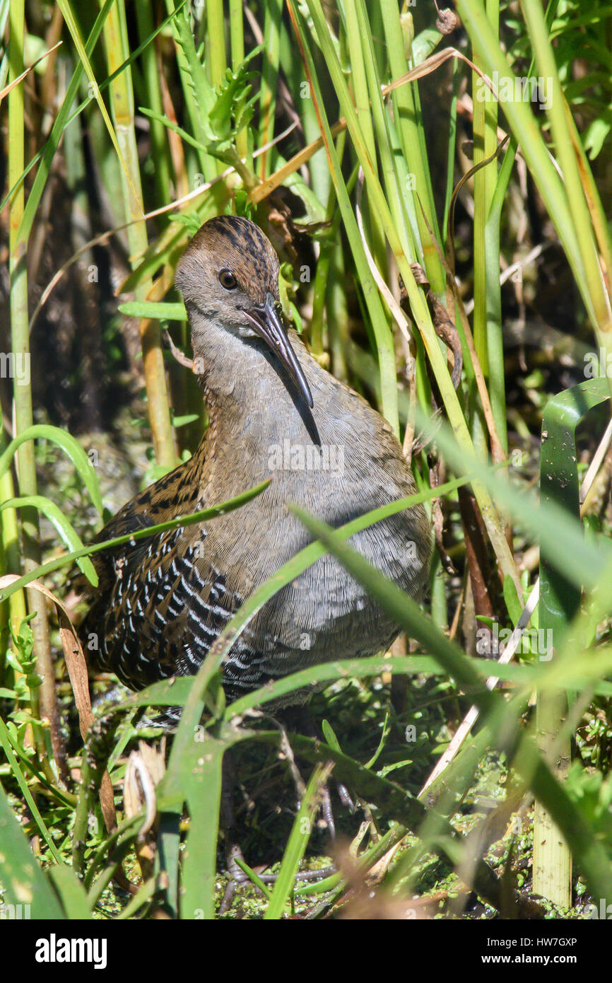 Lewina pectoralis hi-res stock photography and images - Alamy