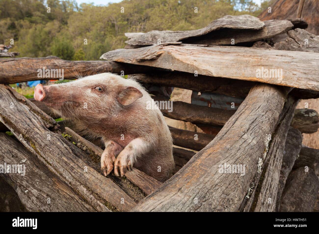Indonesia, East Nusa Tenggara, West Timor, South Central Timor Regency ...