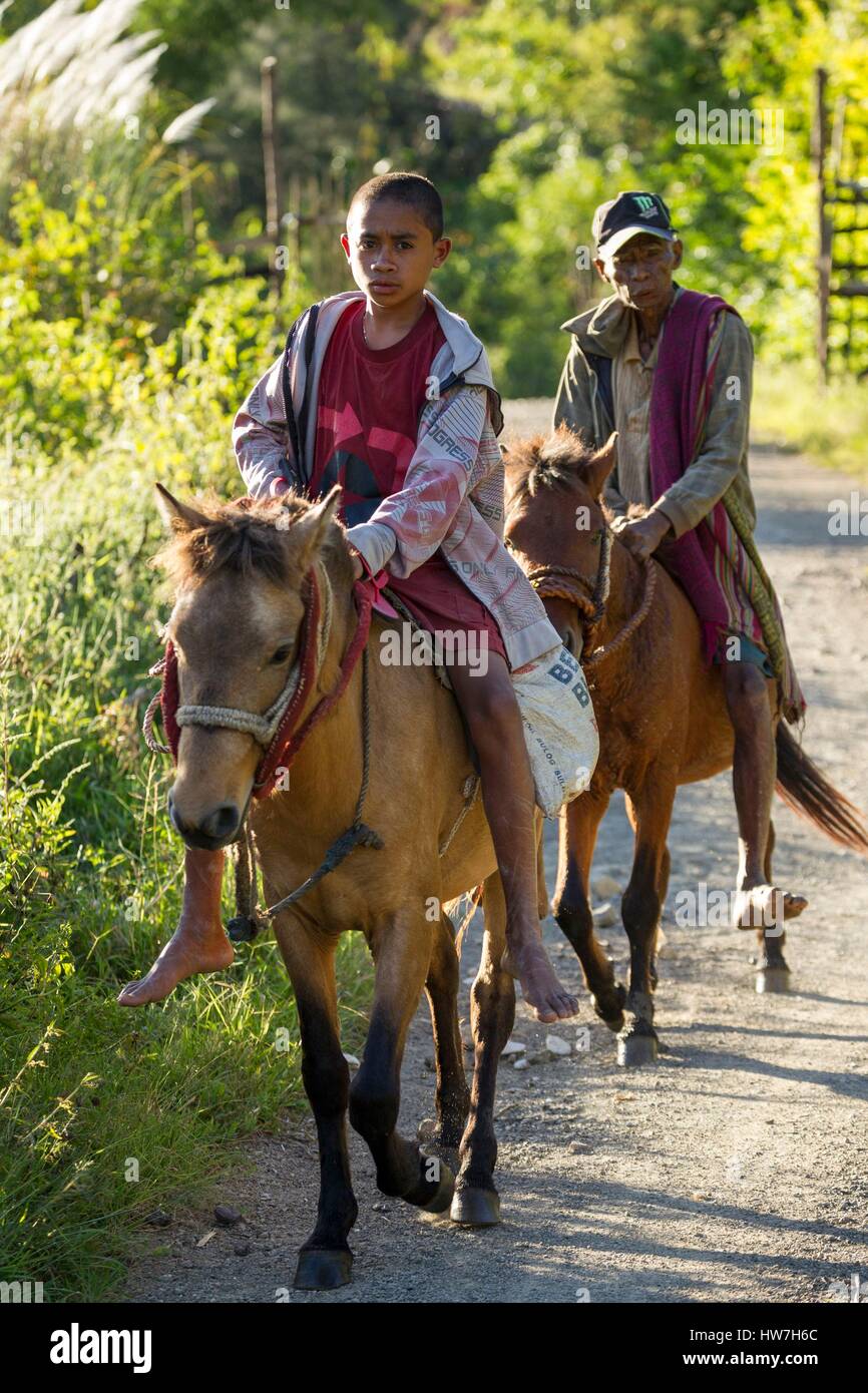 Timor horse hi-res stock photography and images - Alamy