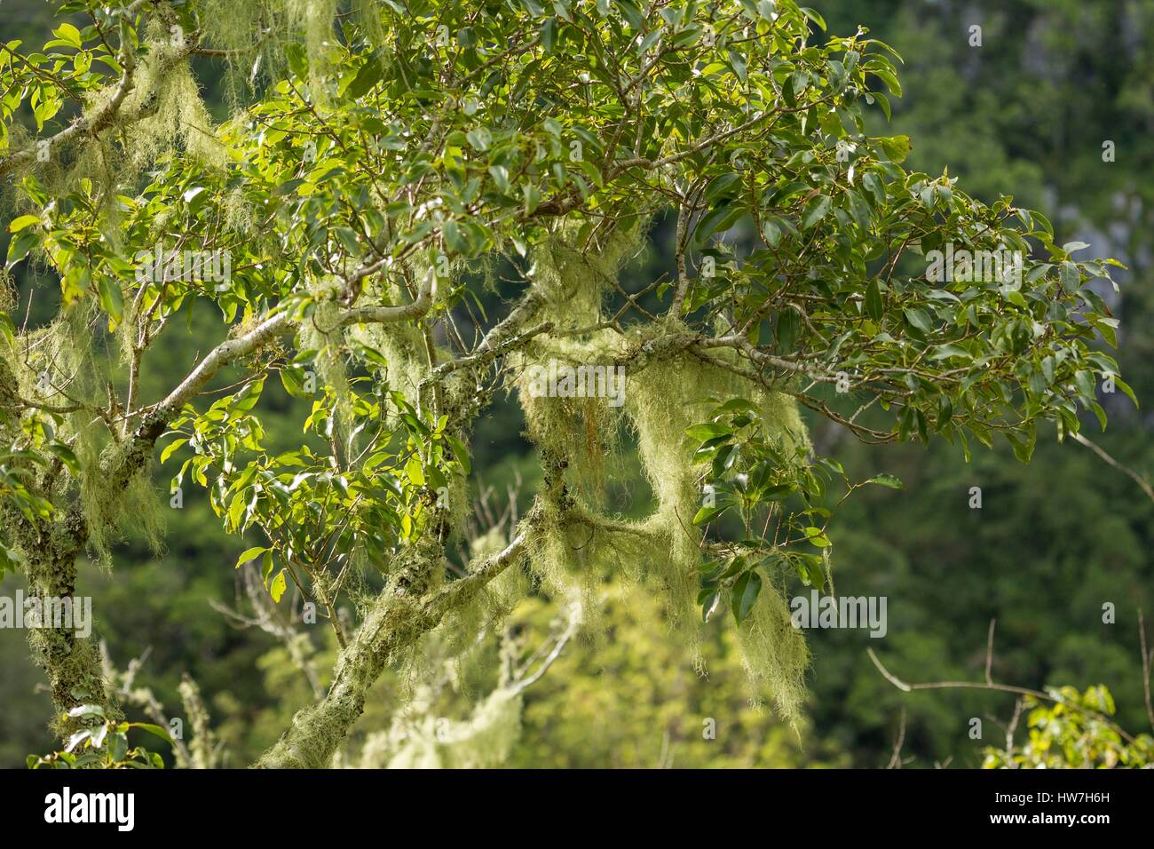 West timor hi-res stock photography and images - Alamy