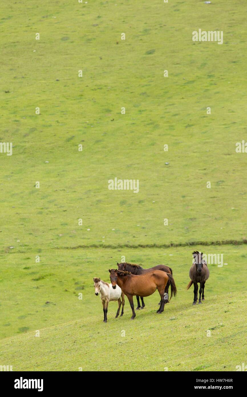 Timor horse hi-res stock photography and images - Alamy
