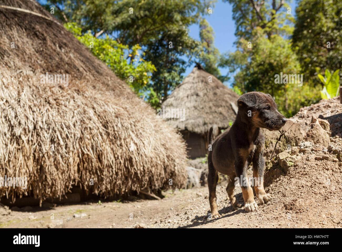 Indonesia, East Nusa Tenggara, West Timor, South Central Timor Regency ...
