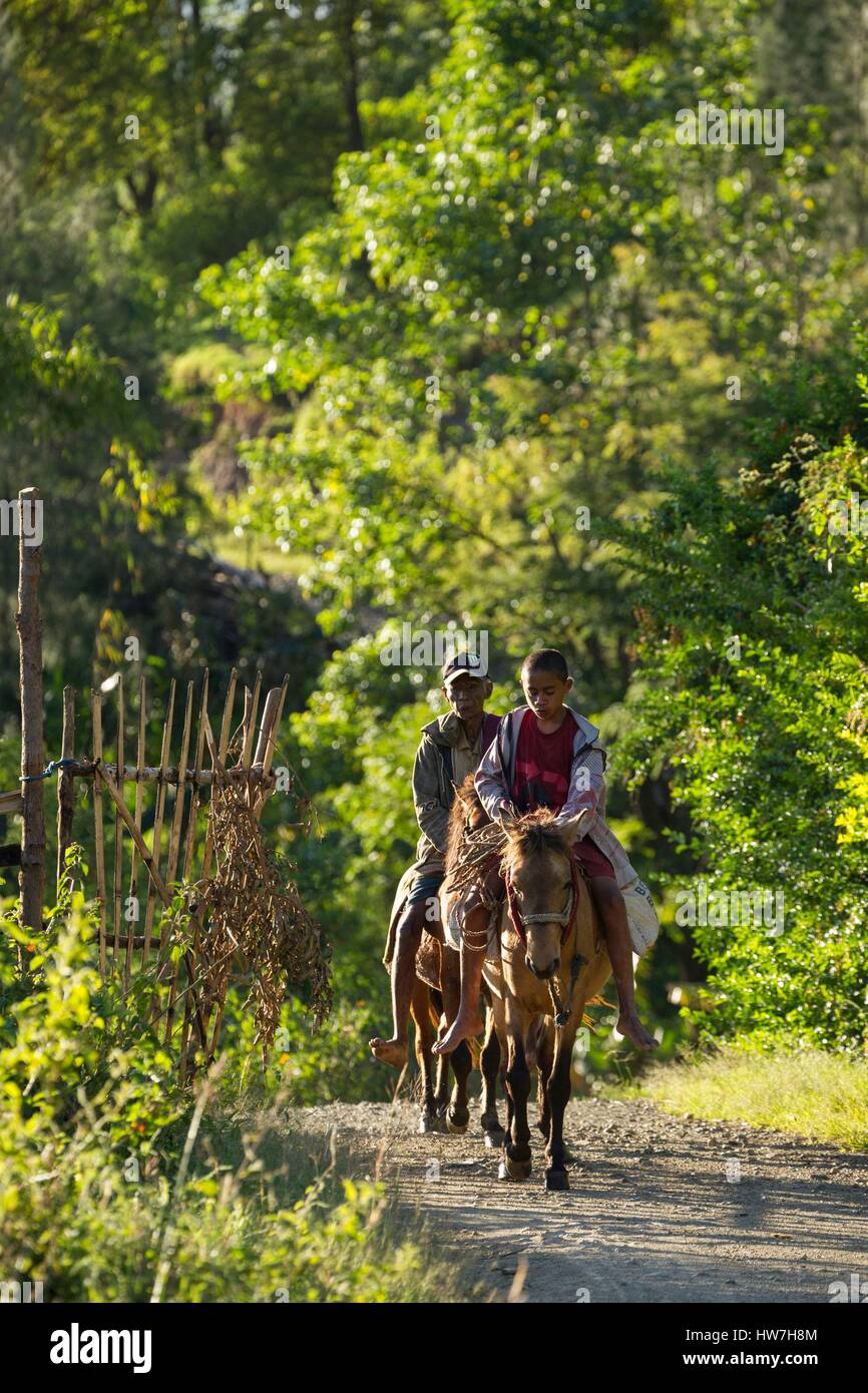 Timor horse hi-res stock photography and images - Alamy