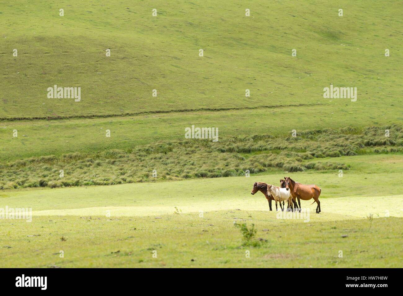 Indonesia, East Nusa Tenggara, West Timor, South Central Timor Regency ...
