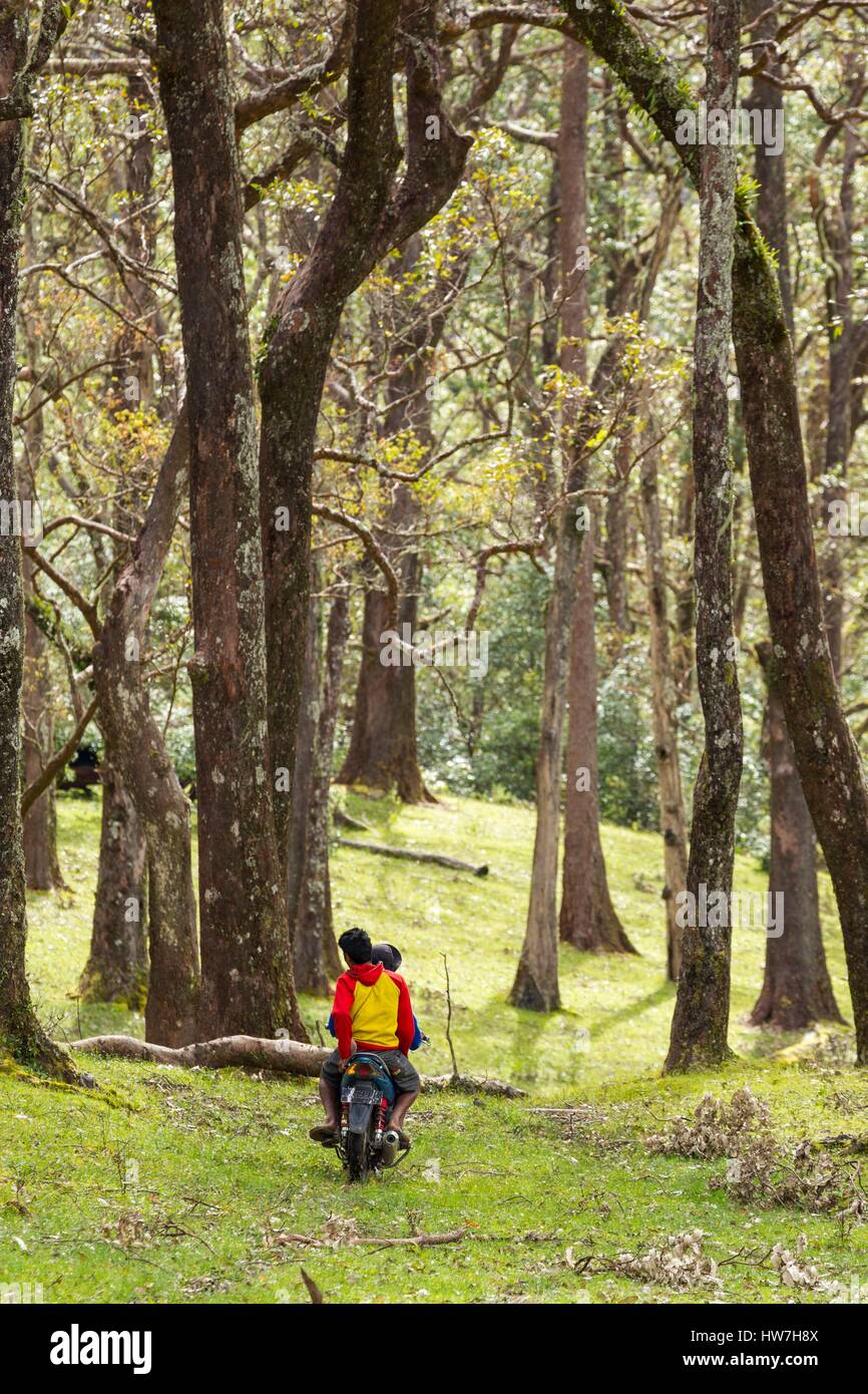 Indonesia, East Nusa Tenggara, West Timor, South Central Timor Regency ...