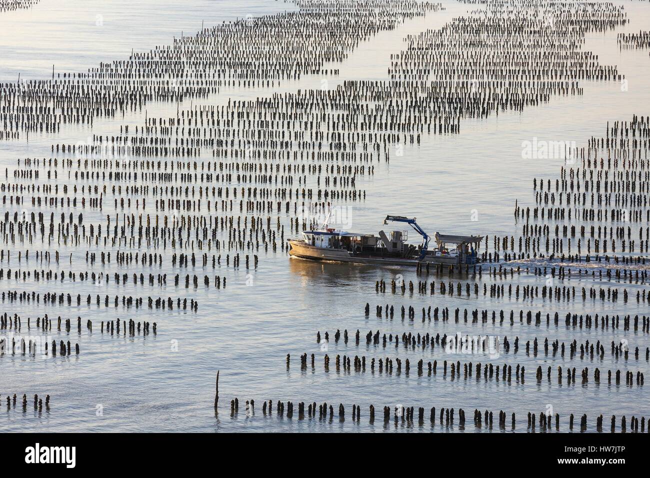 France, Vendee, La Faute sur Mer, boat in a bouchot mussels farm ...