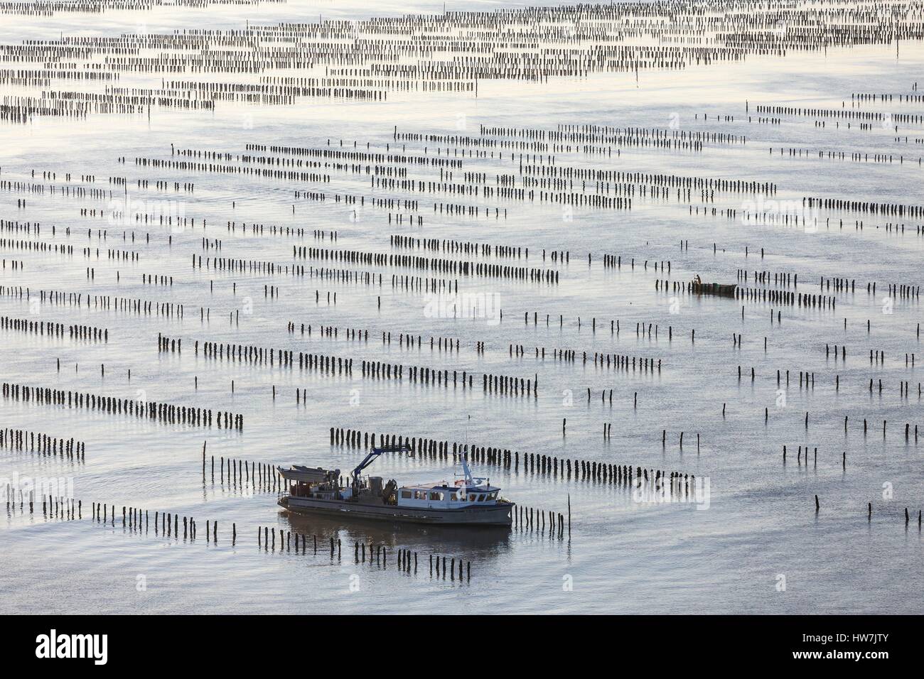 France, Vendee, La Faute sur Mer, boat collecting mussels in a bouchot ...