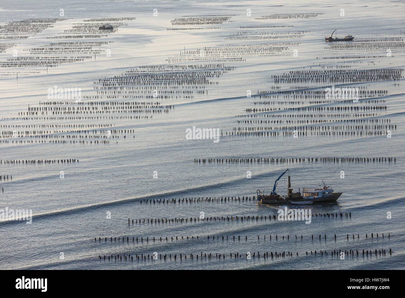 France, Vendee, La Faute sur Mer, boat collecting mussels in a bouchot ...
