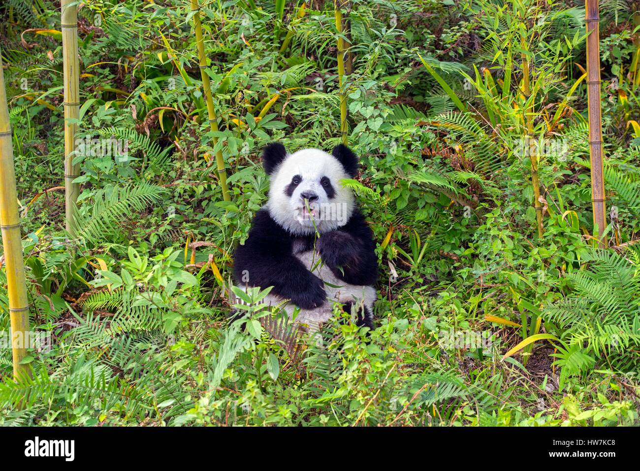 China, Sichuan province, Chengdu, Research Base of Giant Panda Breeding ...
