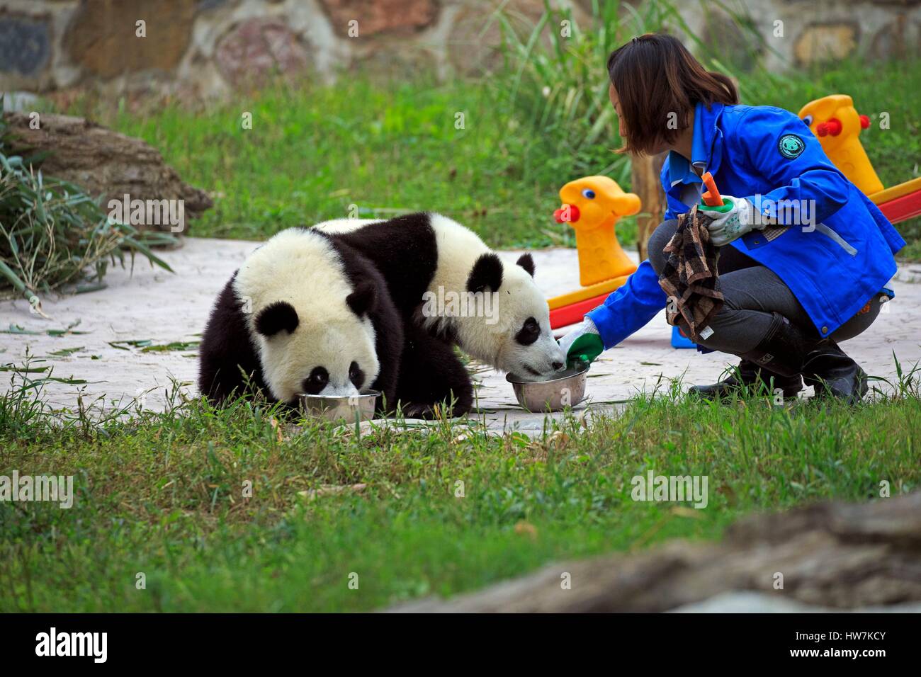 China, Sichuan province, Chengdu, Research Base of Giant Panda Breeding ...