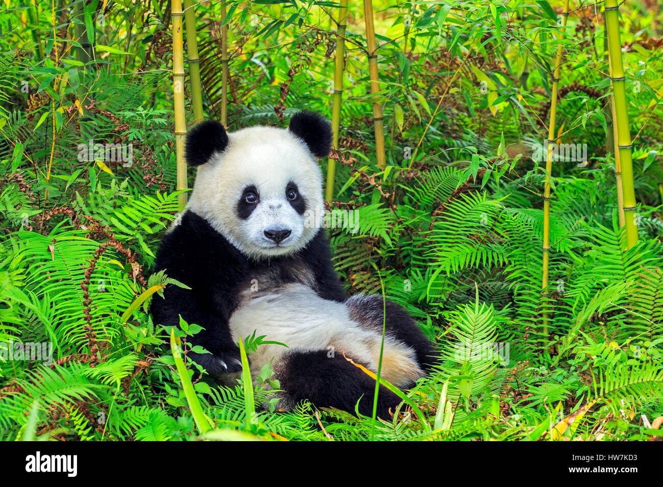 China, Sichuan province, Chengdu, Research Base of Giant Panda Breeding ...