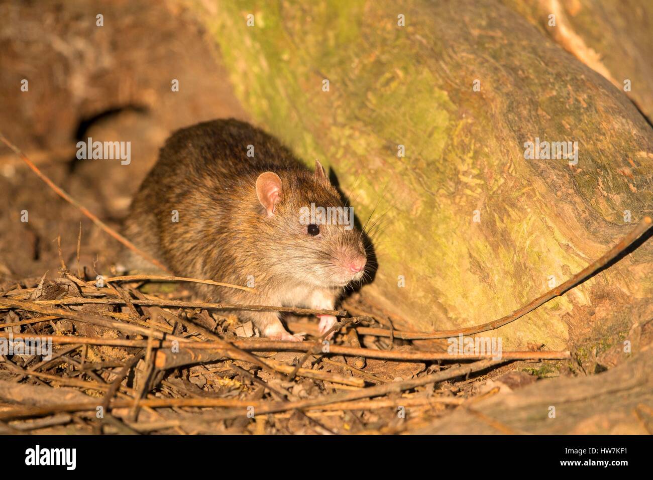 Norwegian brown rat rattus norvegicus hi-res stock photography and ...
