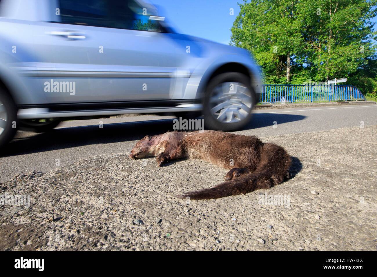Dead otter on road hi-res stock photography and images - Alamy