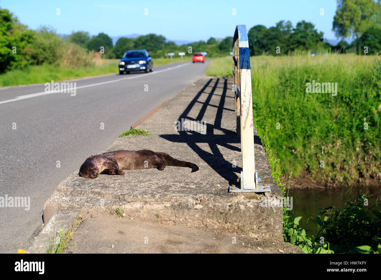 Dead otter on road hi-res stock photography and images - Alamy