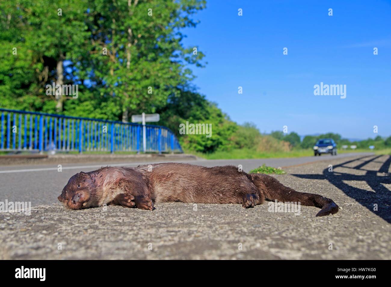 Dead otter on road hi-res stock photography and images - Alamy