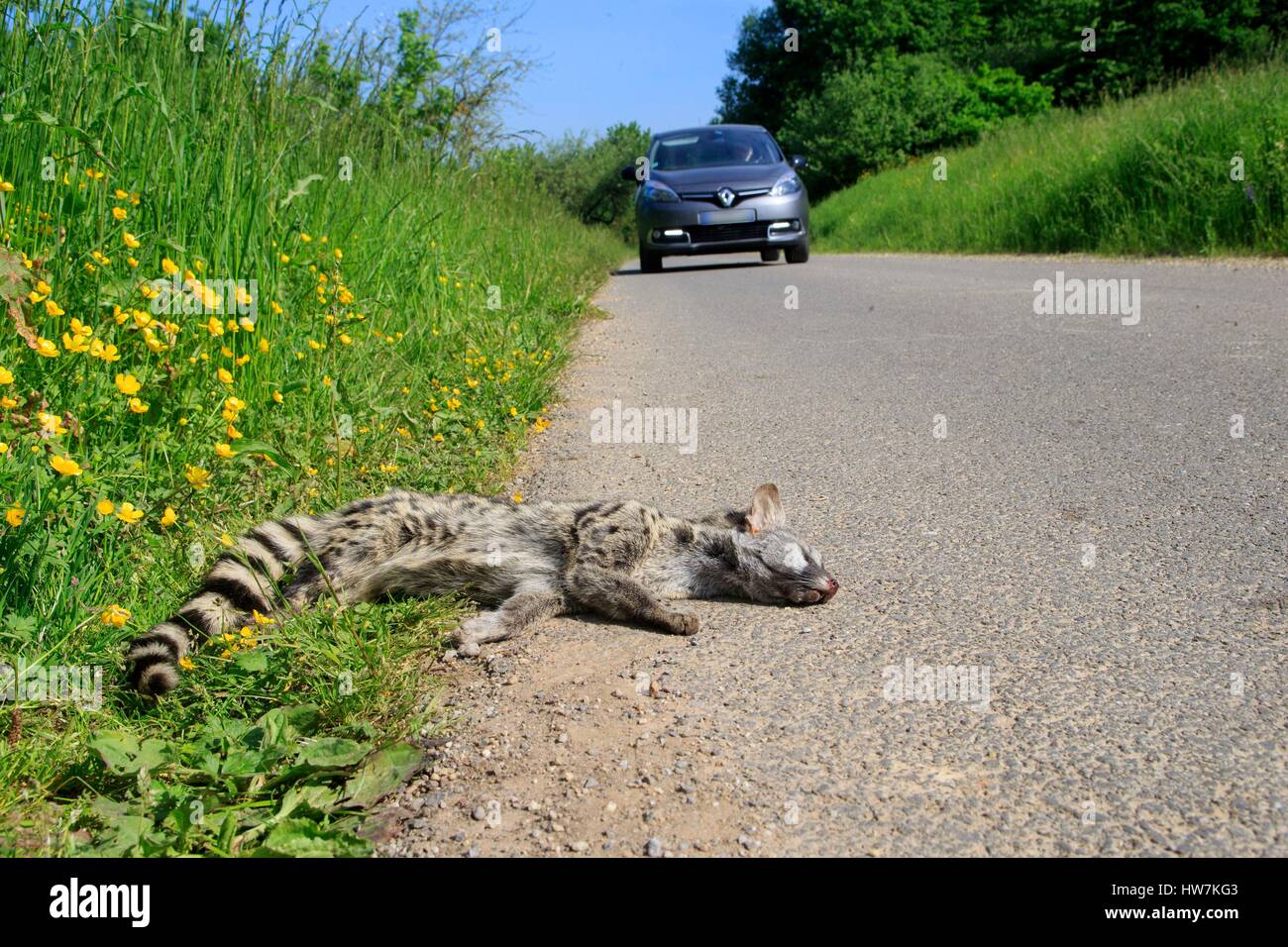 Common Genet Genetta Genetta High Resolution Stock Photography and ...