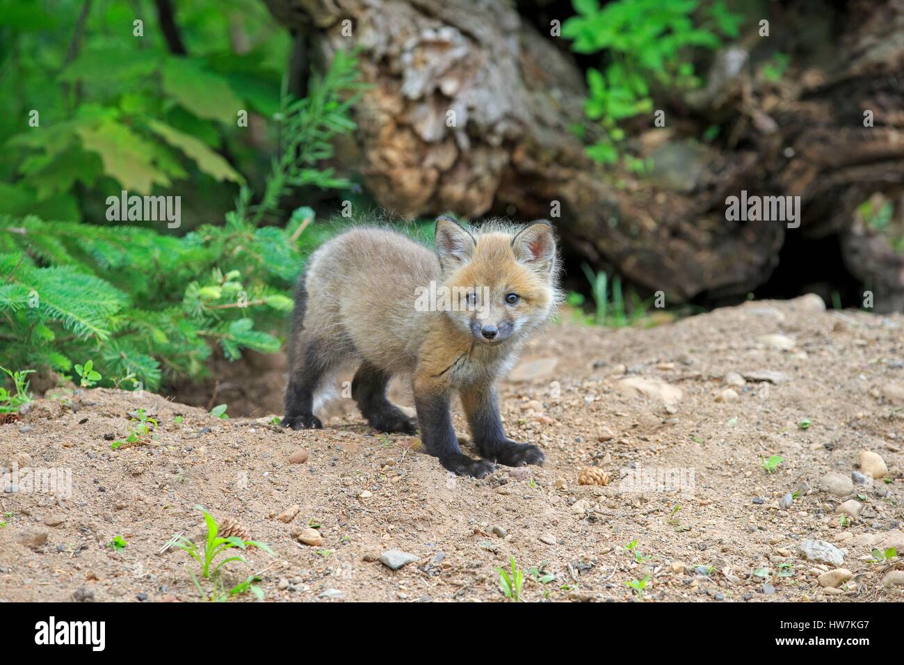 United States, Minnesota, Red Fox (Vulpes vulpes), young Stock Photo ...