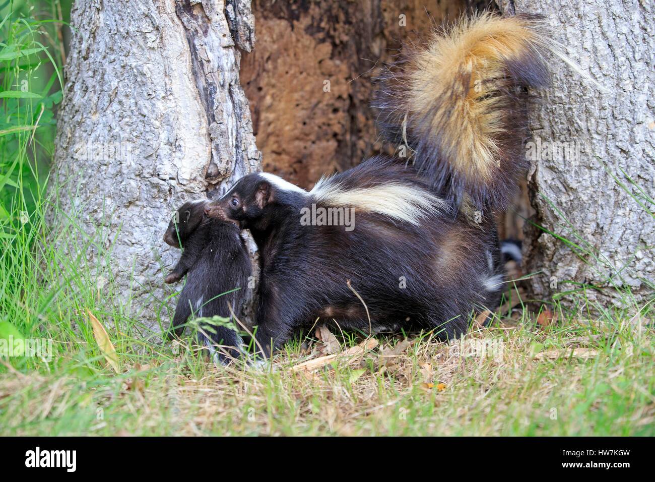 United States, Minnesota, Striped Skunk (Mephitis mephitis), mother and ...