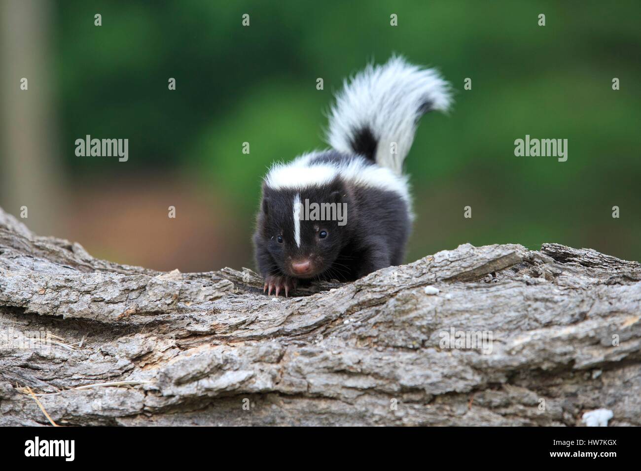 United States, Minnesota, Striped Skunk (Mephitis mephitis), baby Stock ...