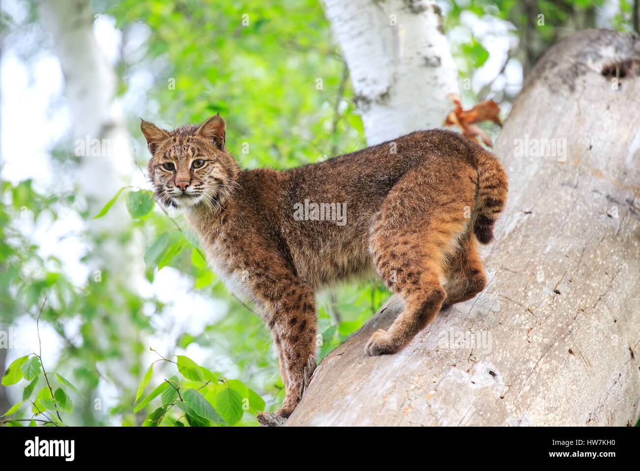 United States, Minnesota, Bobcat (Lynx rufus Stock Photo - Alamy