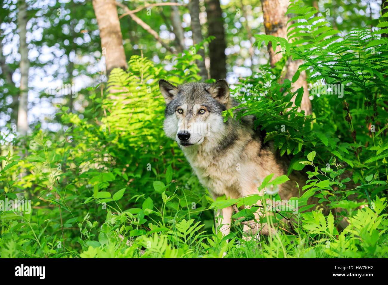 United States, Minnesota, Wolf or Gray Wolf or Grey Wolf (Canis lupus ...