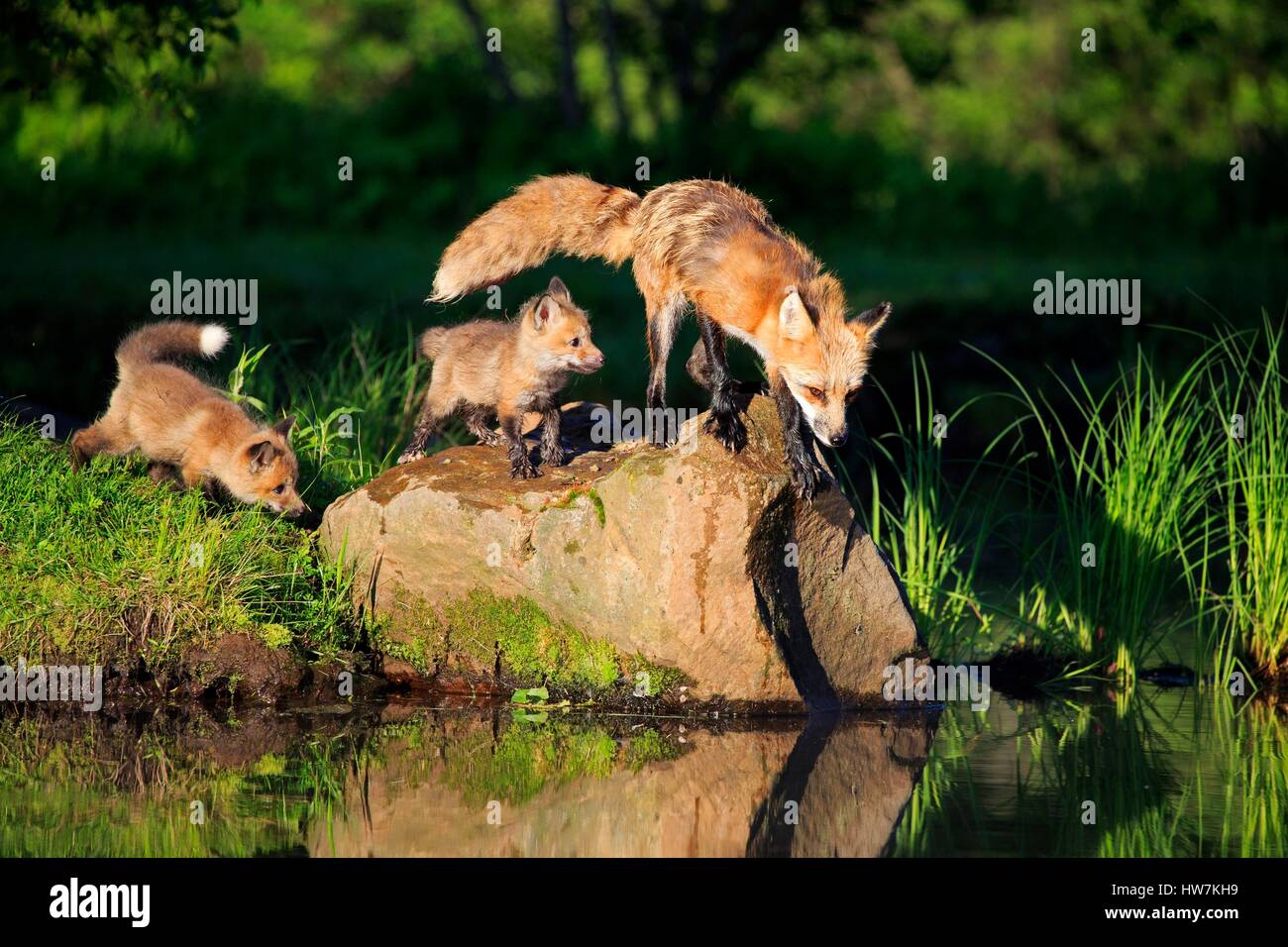 United States, Minnesota, Red Fox (Vulpes vulpes)adult near by the ...