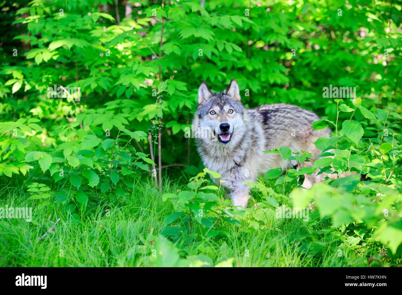 United States, Minnesota, Wolf or Gray Wolf or Grey Wolf (Canis lupus ...