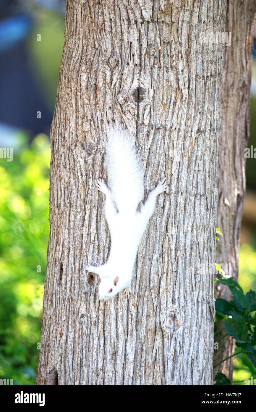 United States, Minnesota, Eastern gray squirrel or grey squirrel ...