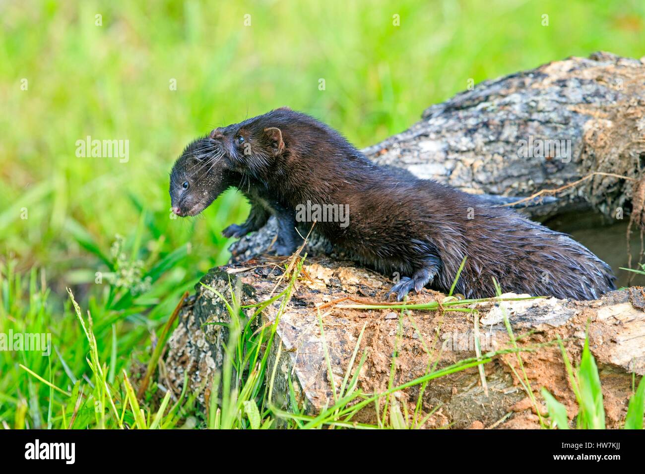 United States, Minnesota, American mink (Neovison vison), adult female ...