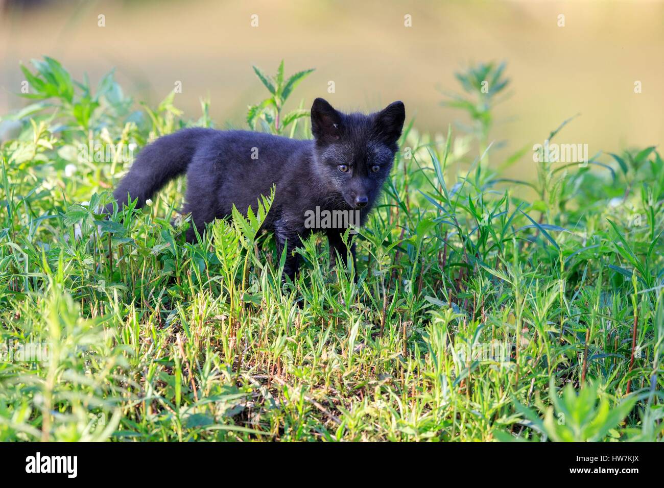 United States, Minnesota, Red Fox (Vulpes vulpes), young Stock Photo ...