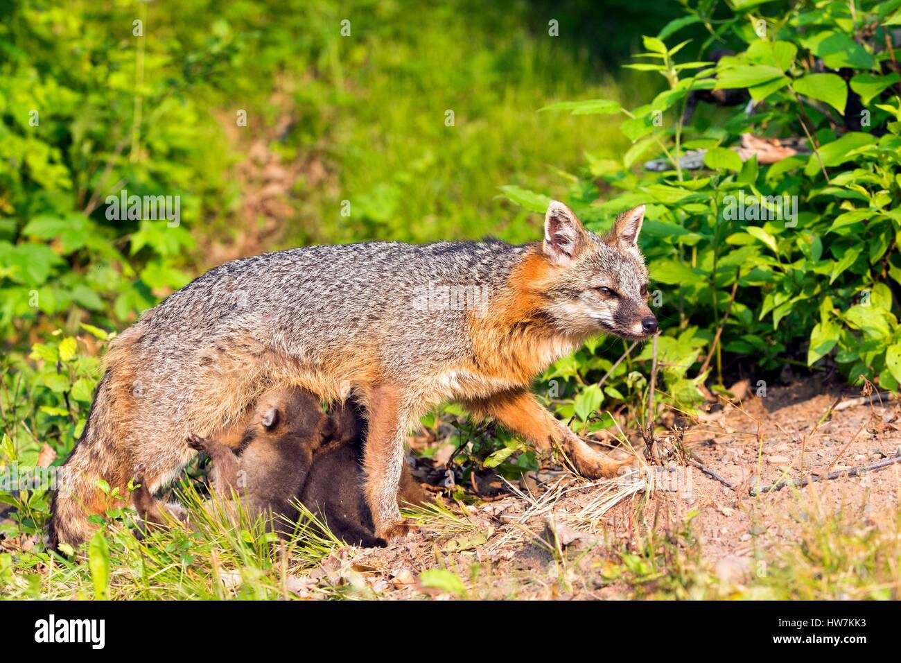 Adult gray fox grey fox hi-res stock photography and images - Alamy